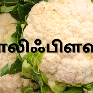 Benefits of Samba Godhumai Ravai | Uyir Organic